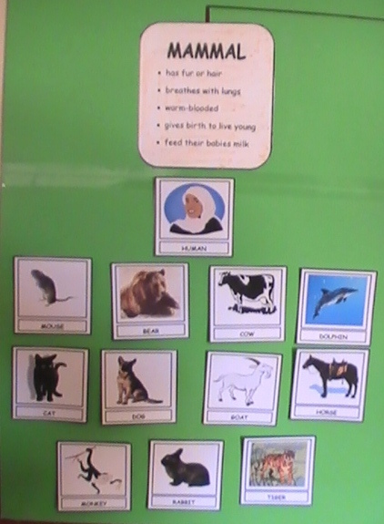 Iman's Home-School: Animal Classification Wall Chart