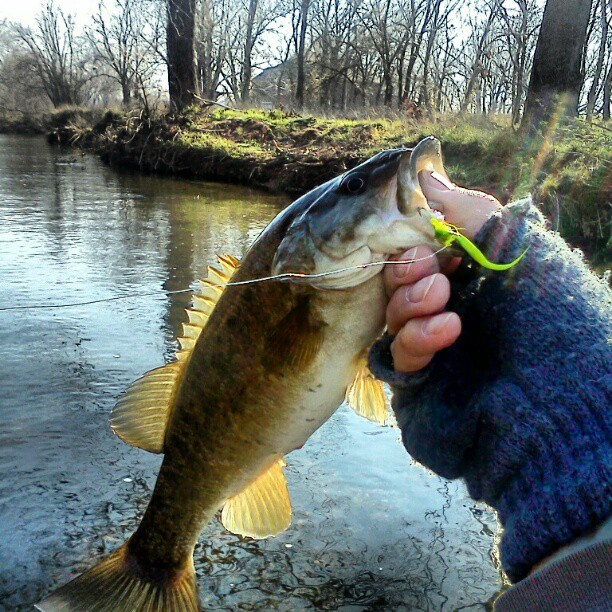 BUGGIN' OUT.: Bluegill, oh bluegill, where for art thou bluegill? Warm ...