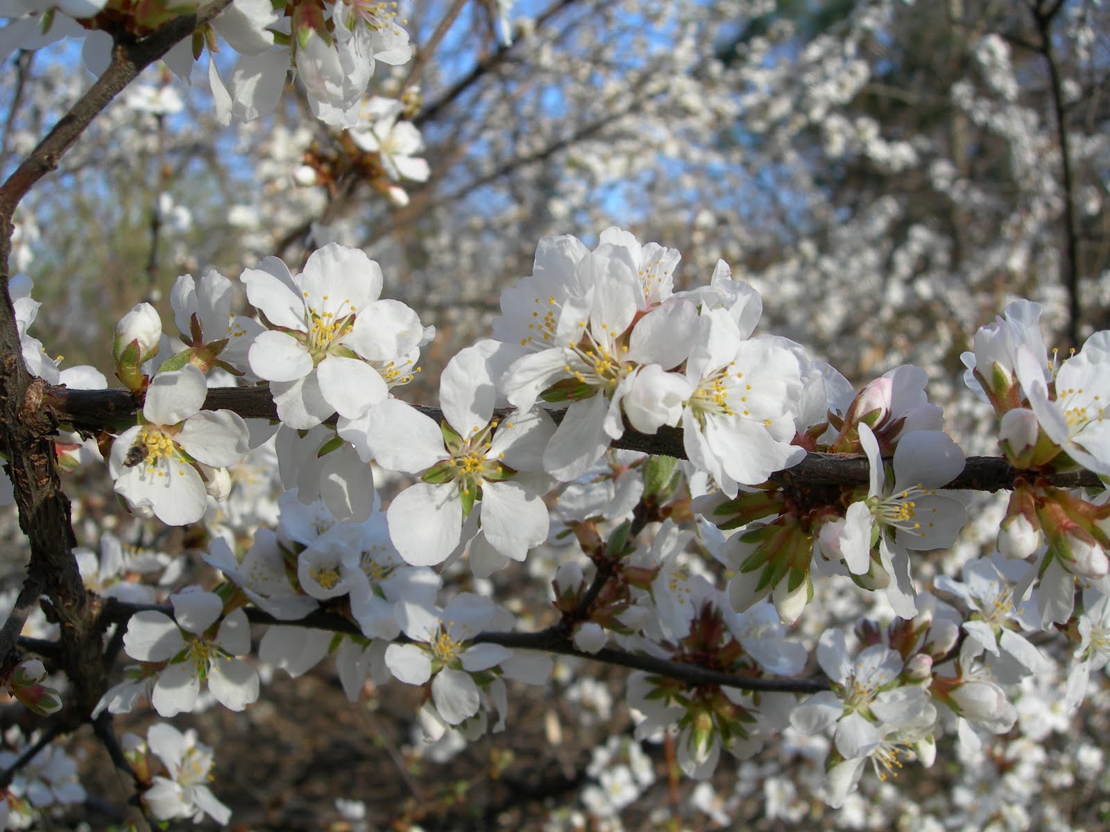 The Phytophactor: Friday Fabulous "Flower" - Nanking Cherry