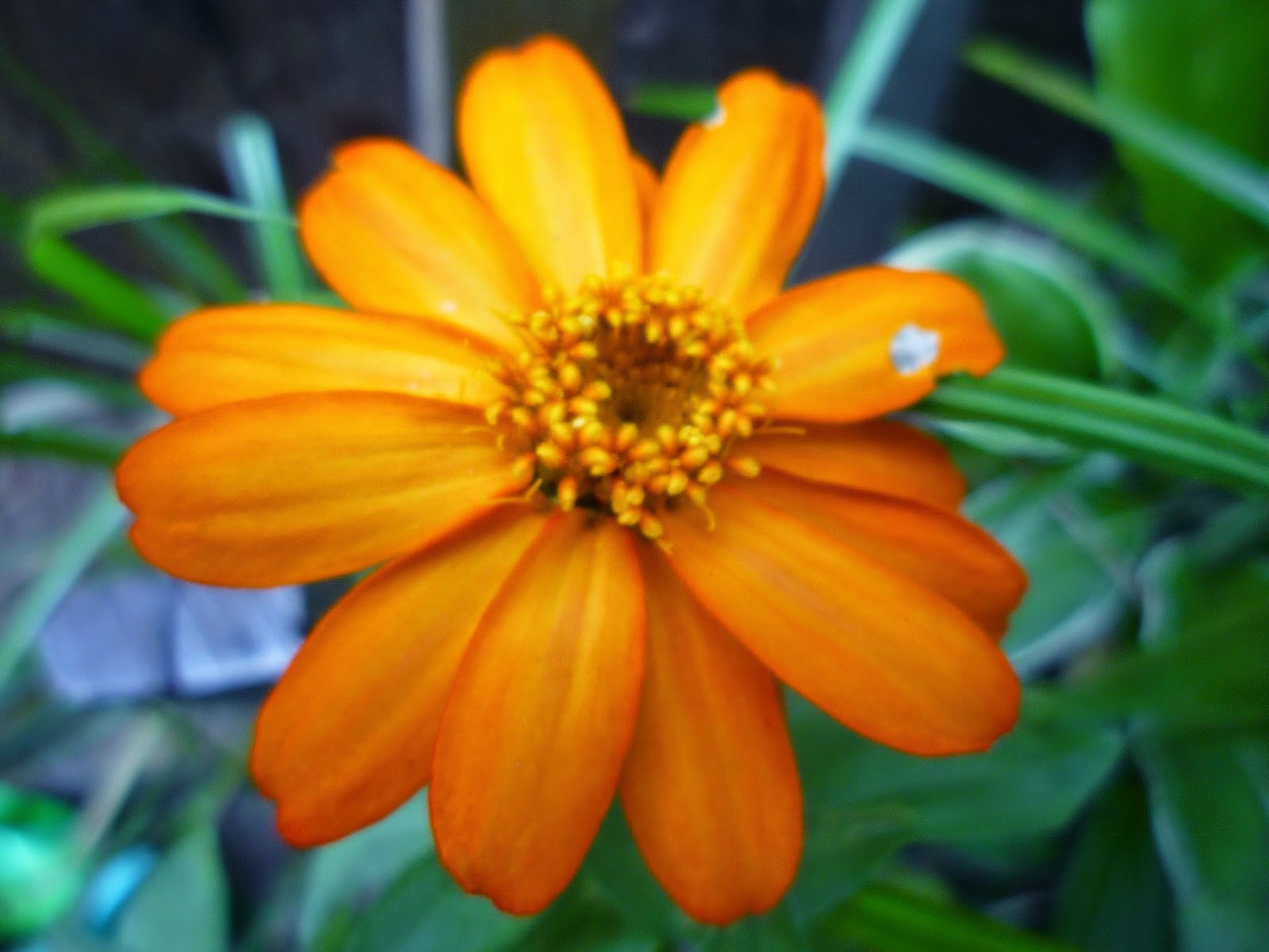 Vermont backyard flowers Aug 2014 | South Burlington, Vermont Photos ...