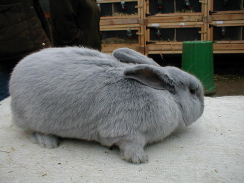 PETS: Type Of Bunny Rabbit