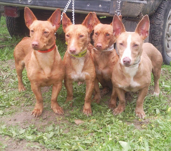 NUNCAJAMAS COCKER: EL PERRO MANETO