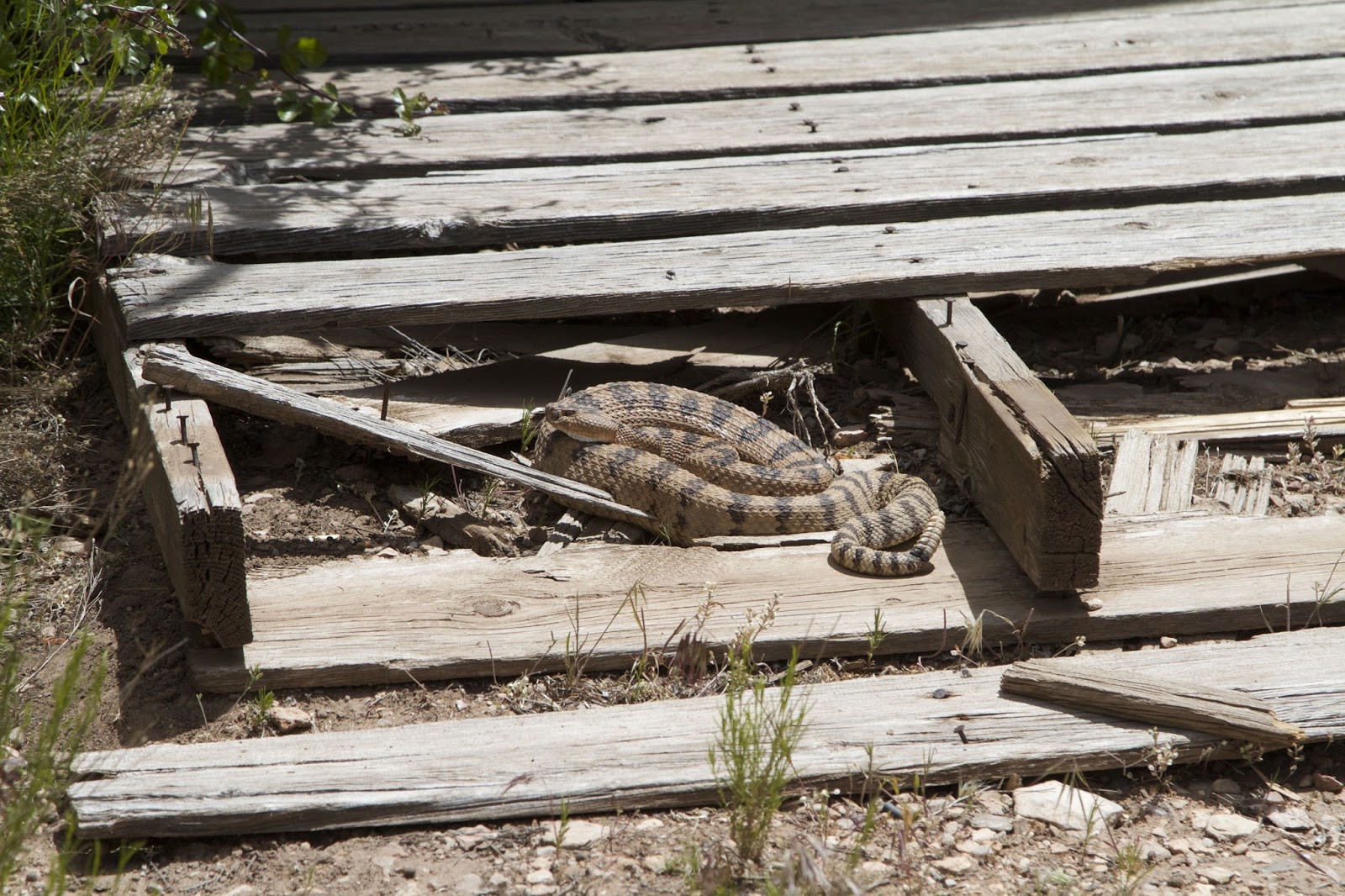 Running From Moose: The Arizona Strip: Snap Point