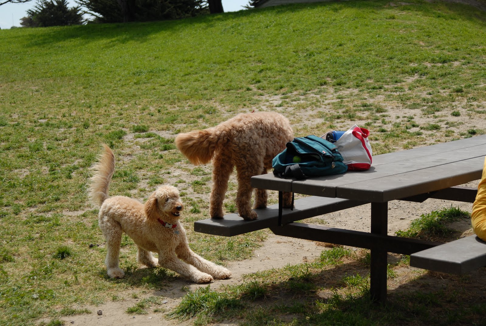 Foodie-bia: Point Isabel Doodle Romp
