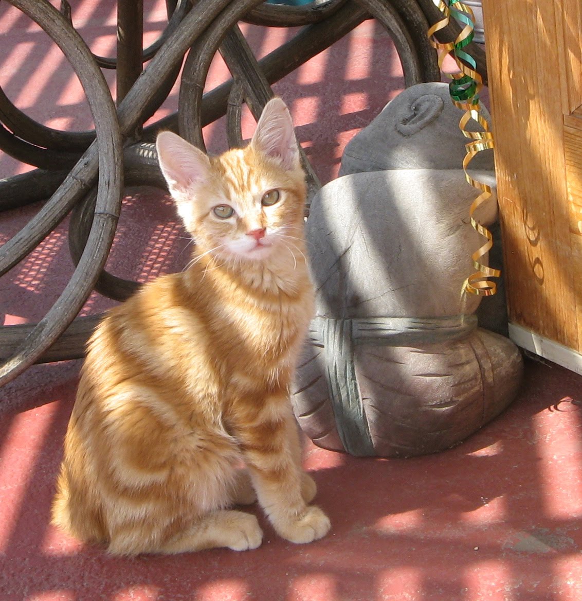 Classic Orange Tabby
