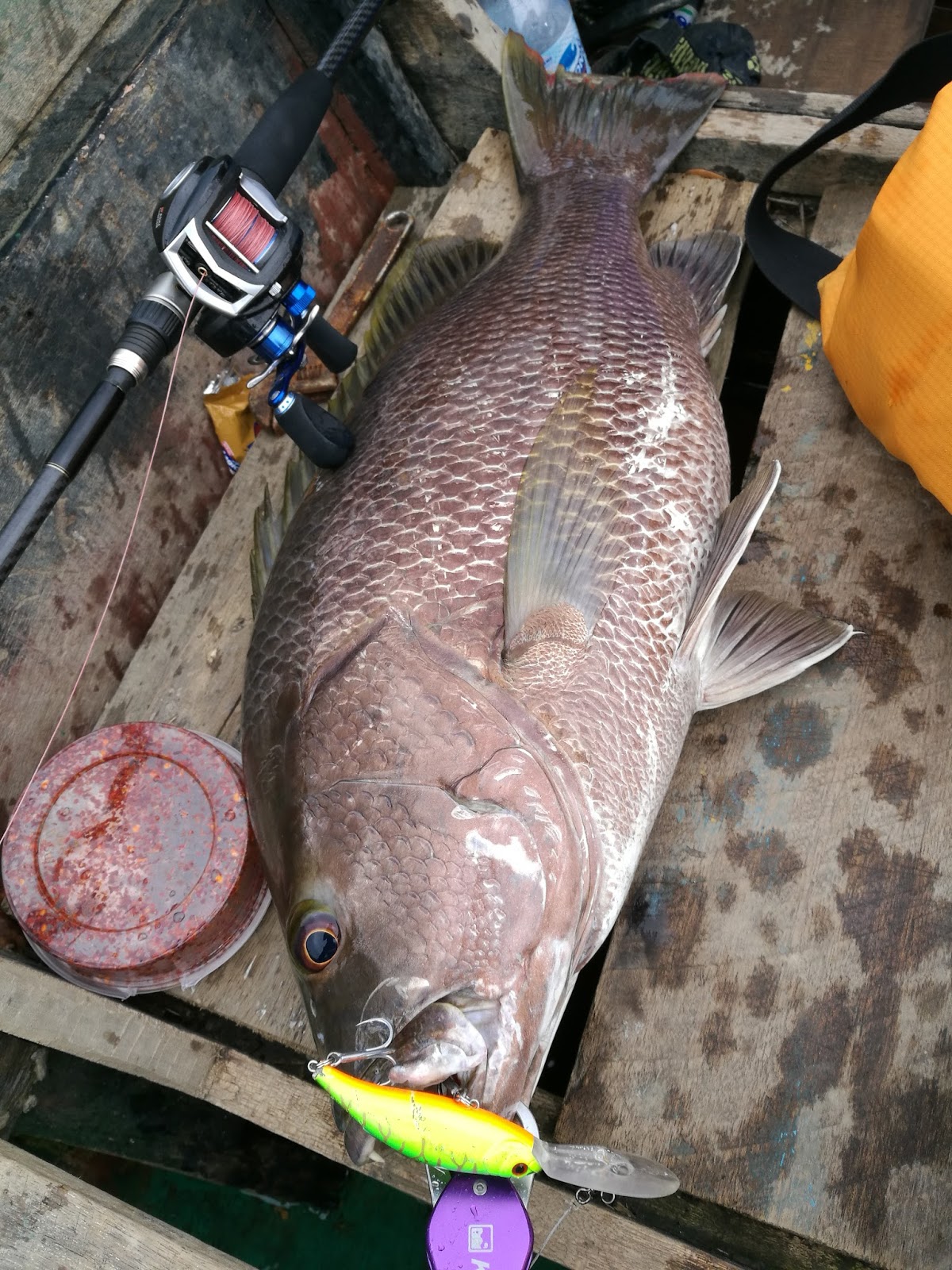 tom x lagi jinak.. : Tamu Kanai Sri GAnda