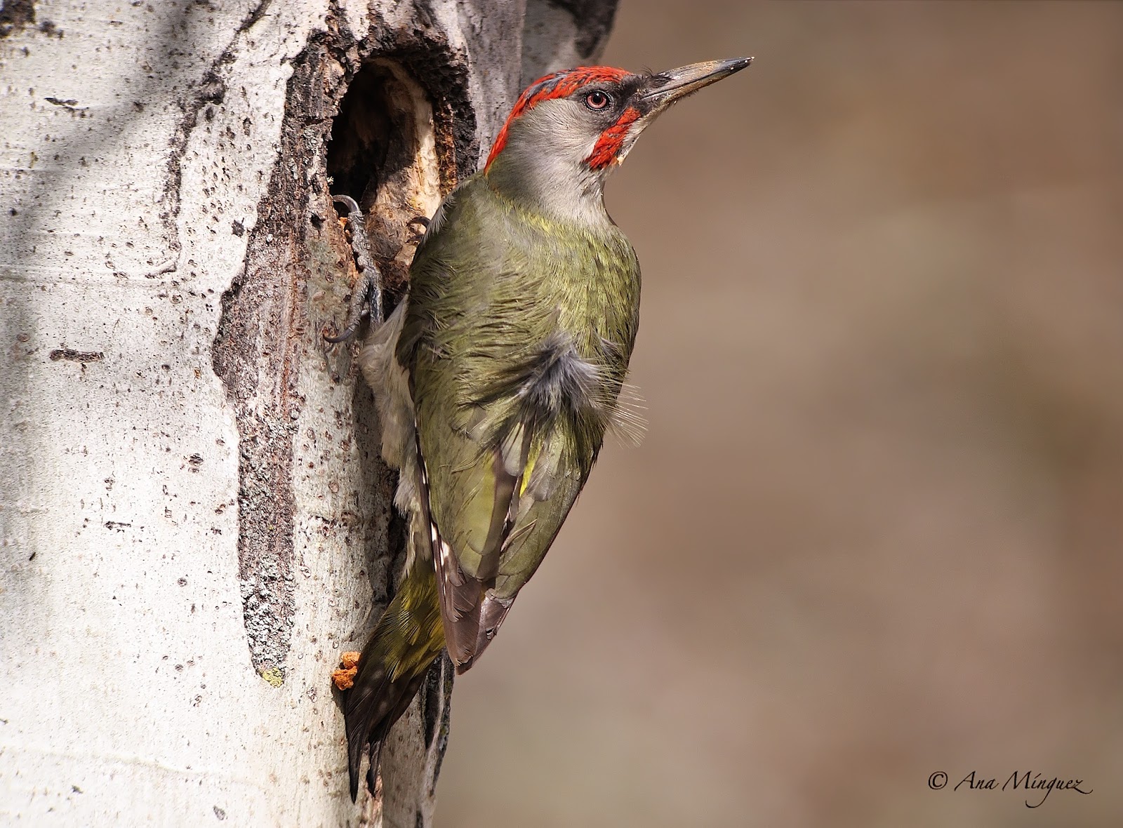NATURANAFOTOS: Pito real ibérico