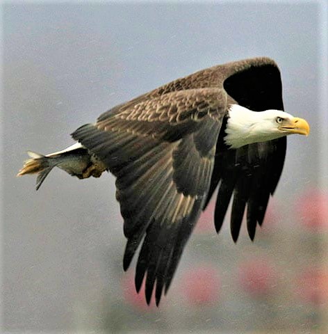 BARRY the BIRDER: America's national bird...