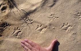 ANIMALES: EXTREMIDADES E INFORMACIÓN