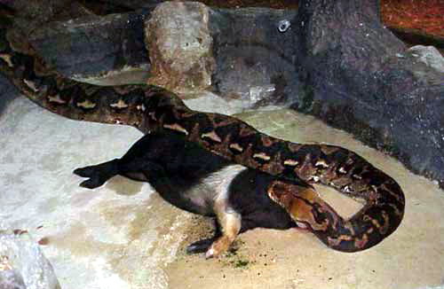 Anaconda Snakes information | Animals Blog