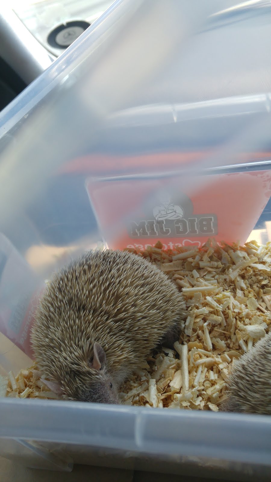 Tiny Tenrecs: Handling Your Tenrec