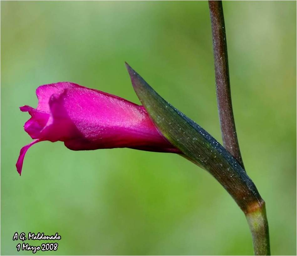 BIODIVERSIDAD COSTA GRANADINA Y...: Gladiolo silvestre (Gladiolus italicus)