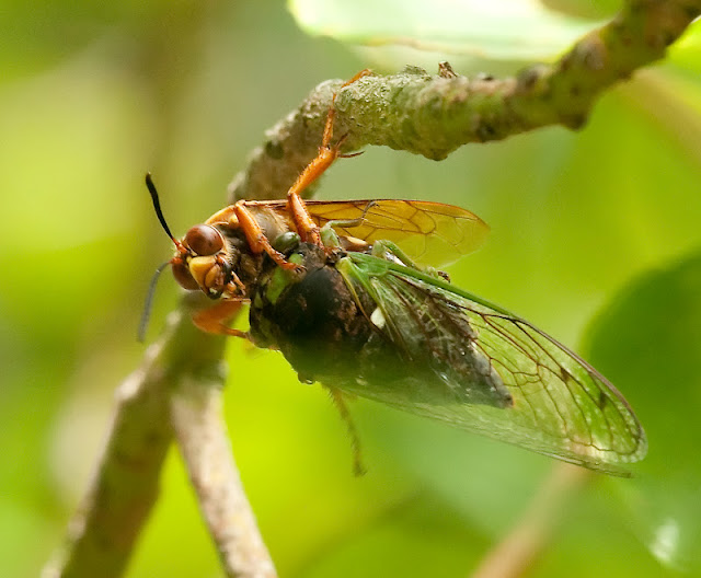 Zen Through a Lens: Up From Darkness