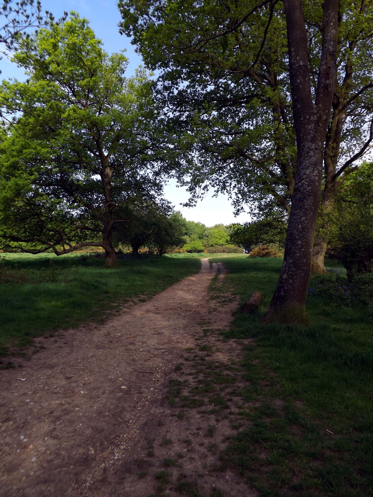 My Adventures 3: A Chilterns Walk: Coombe Hill and Wendover Circular ...