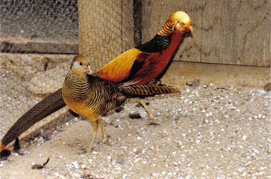 Animals Care: Red Golden Pheasant