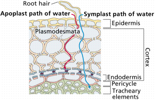 biojojo: Pengangkutan Zat Melalui Xylem