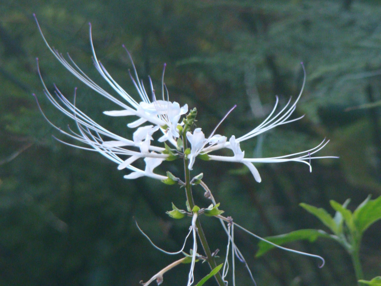 urban gardening: Balbas Pusa - Cat's Whiskers