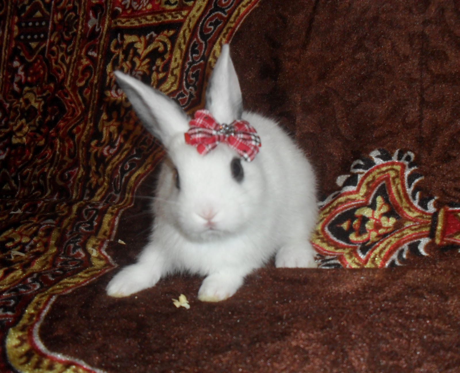 MINI COELHO HOLANDÊS & HOTOT: Compre Um Mini Holandês e Hotot