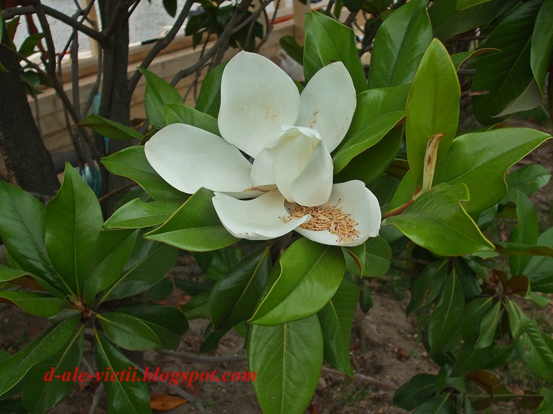D'ale vietii: MAGNOLII