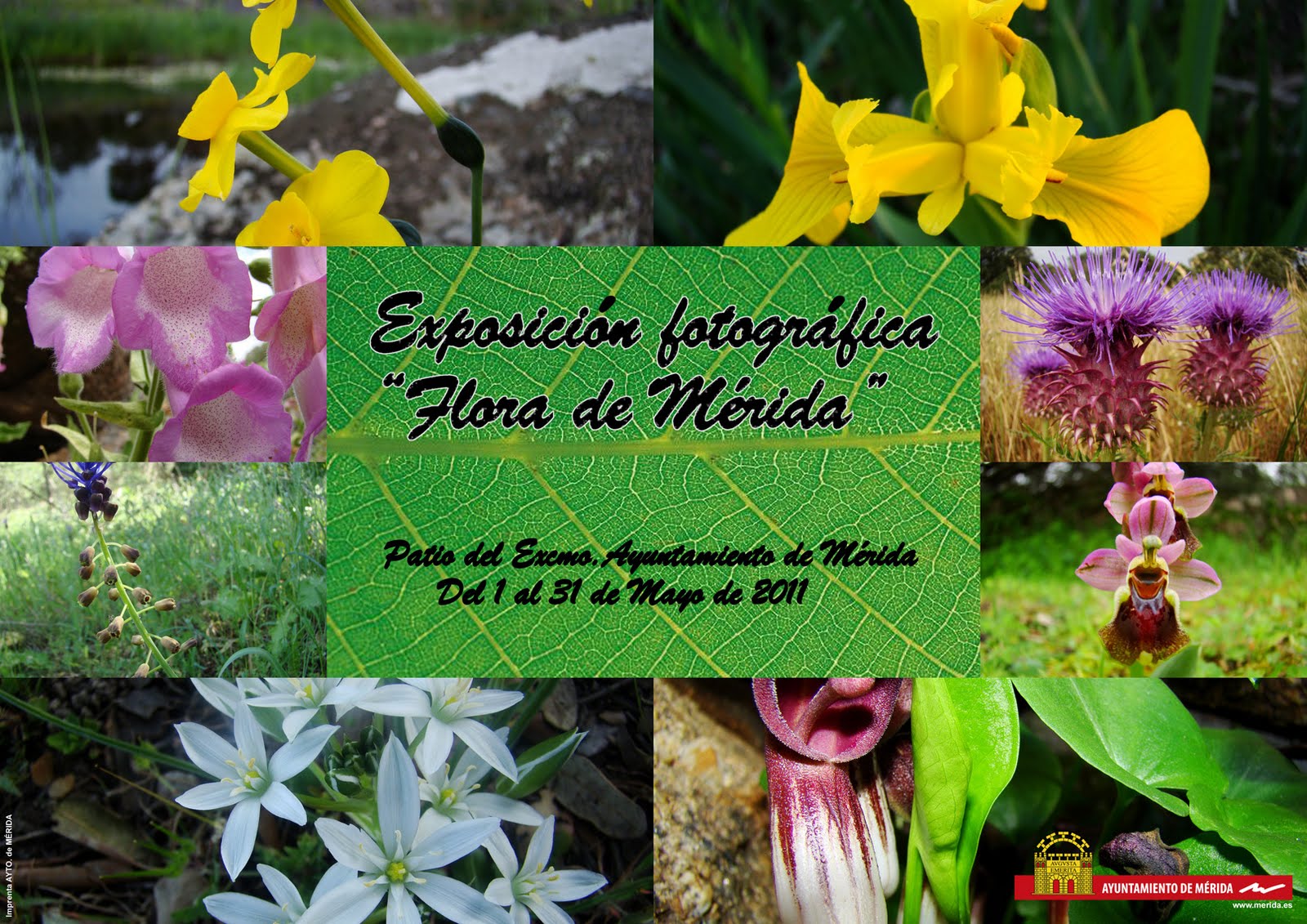 PROYECTO ORQUÍDEA: Exposición de fotos sobre flora de la comarca de ...