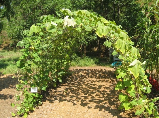 How To Build a Squash Arch ~ Goods Home Design