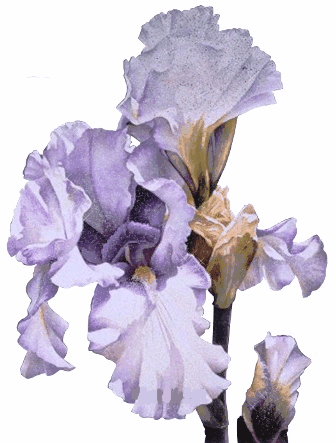 Kwiaty: Kwiaty irysy