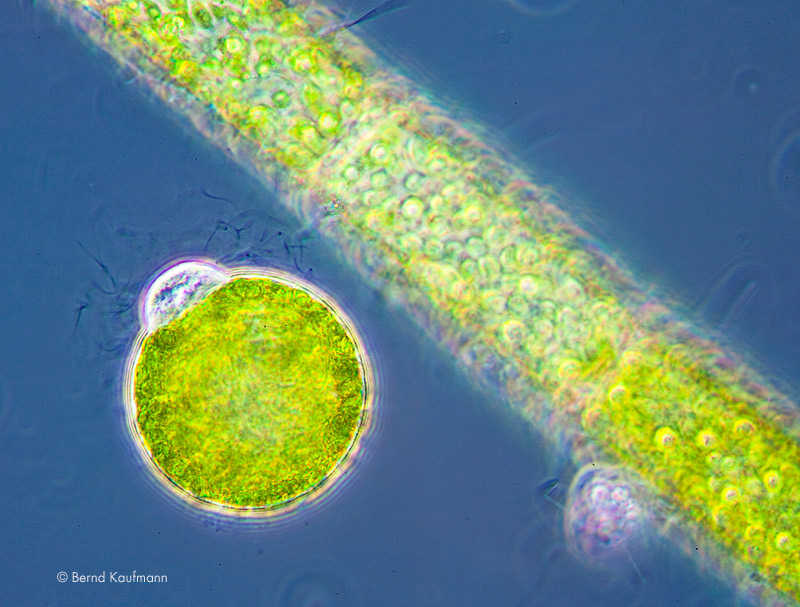 aquamax - das Weblog zur Website: Fotos des Tages: Grüne Fadenalge im ...