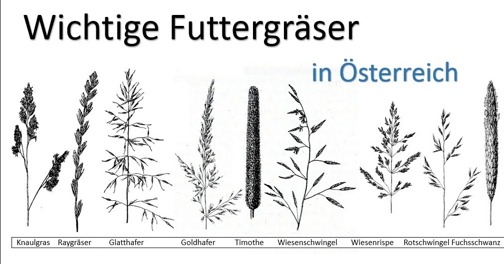 Futterwiesenexperte HUMER: Futtergräser die Grünlandbauern kennen ...