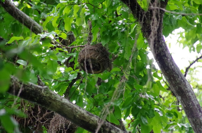 Trees and Plants: Monkey Pot (Sapucaia Nut Tree)