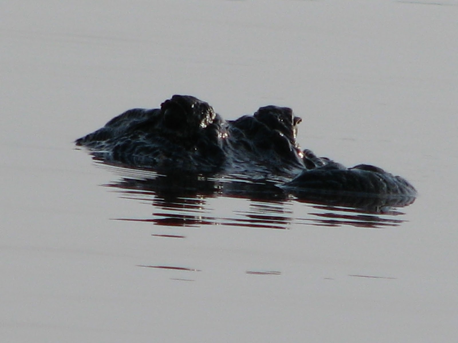 Nature Is Real: Guana State Park & Guana Wildlife Management Area