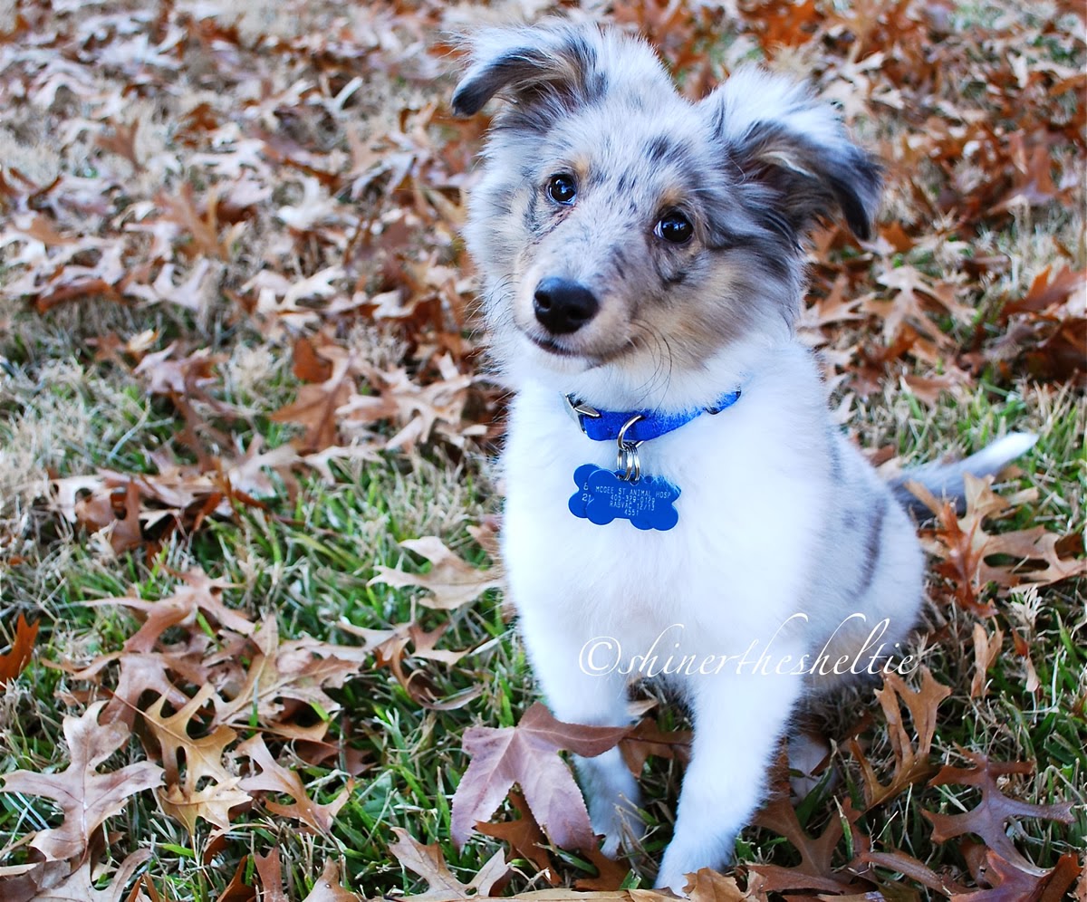 Shetland sheepdog sheltie ~ Your Special Dog