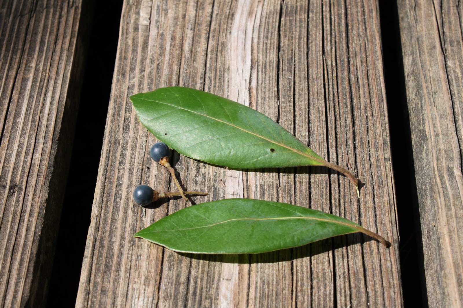 Centenary College Arboretum: Tree of the Week: Red Bay (Persea borbonia)