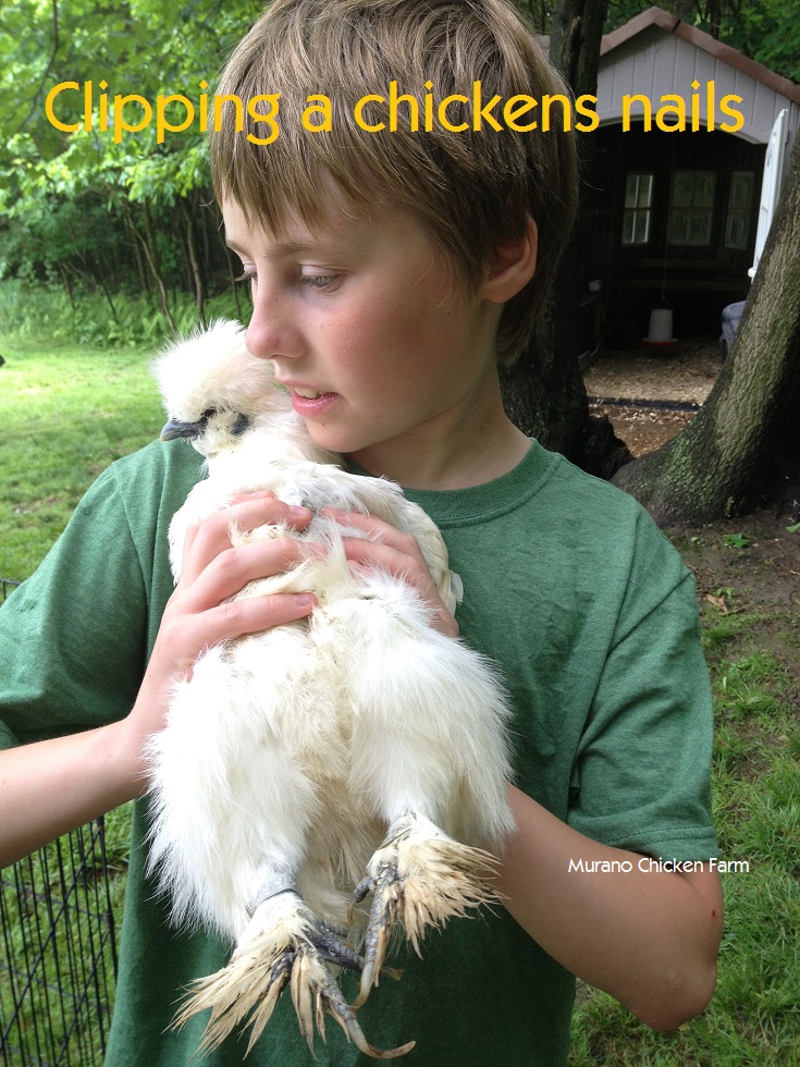 Top 5 blog posts of 2013 - Murano Chicken Farm