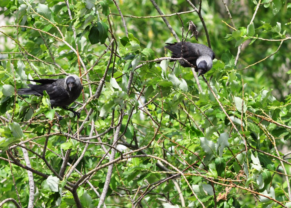 Catalin Negru: Puiul...de Stancuta