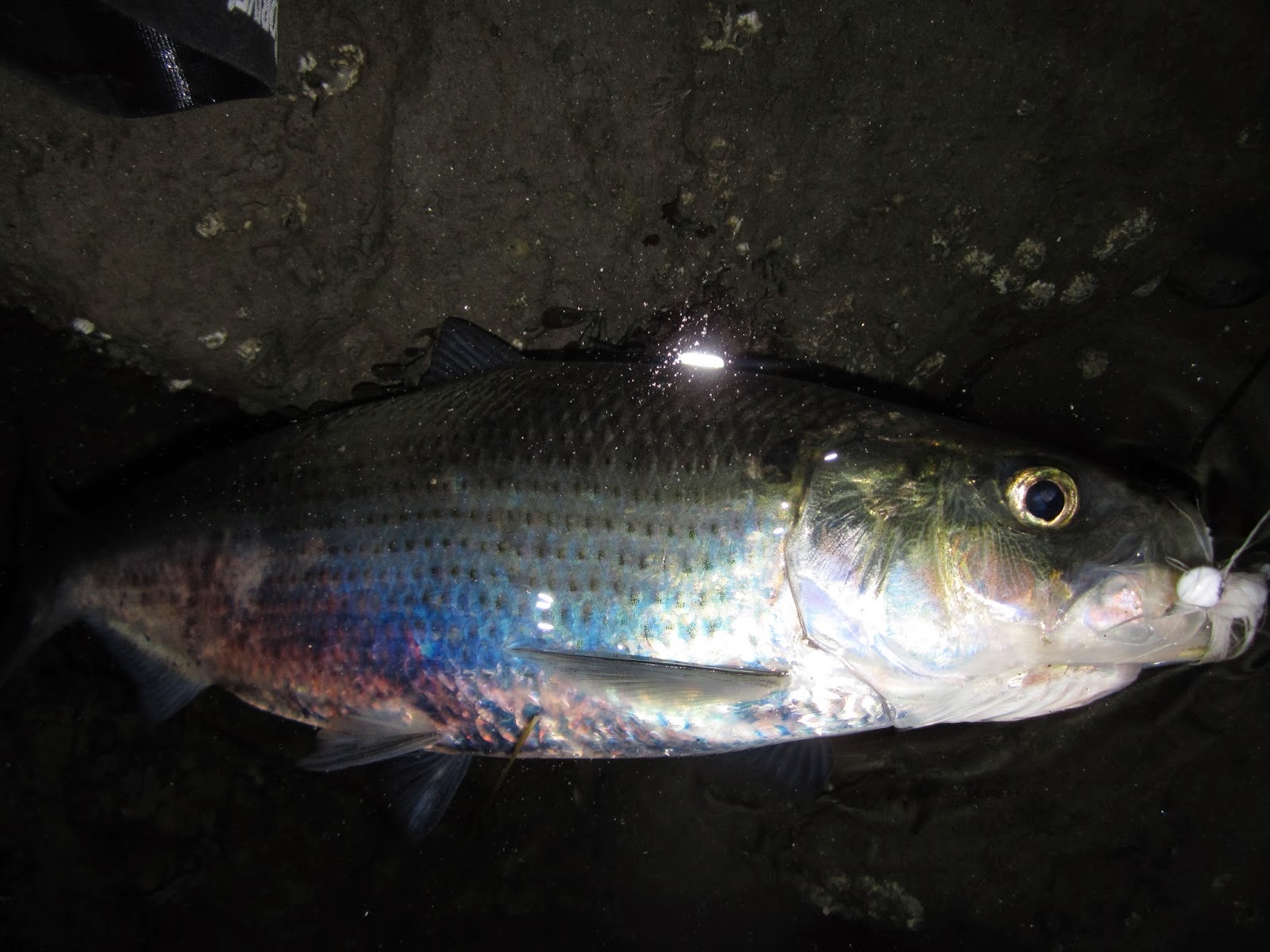 Rhode Island Striped Bass: Hickory Shad on the Move