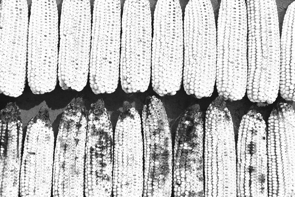 FOCUS on Entomology: Fumonisin Levels and Insect Damage in Corn