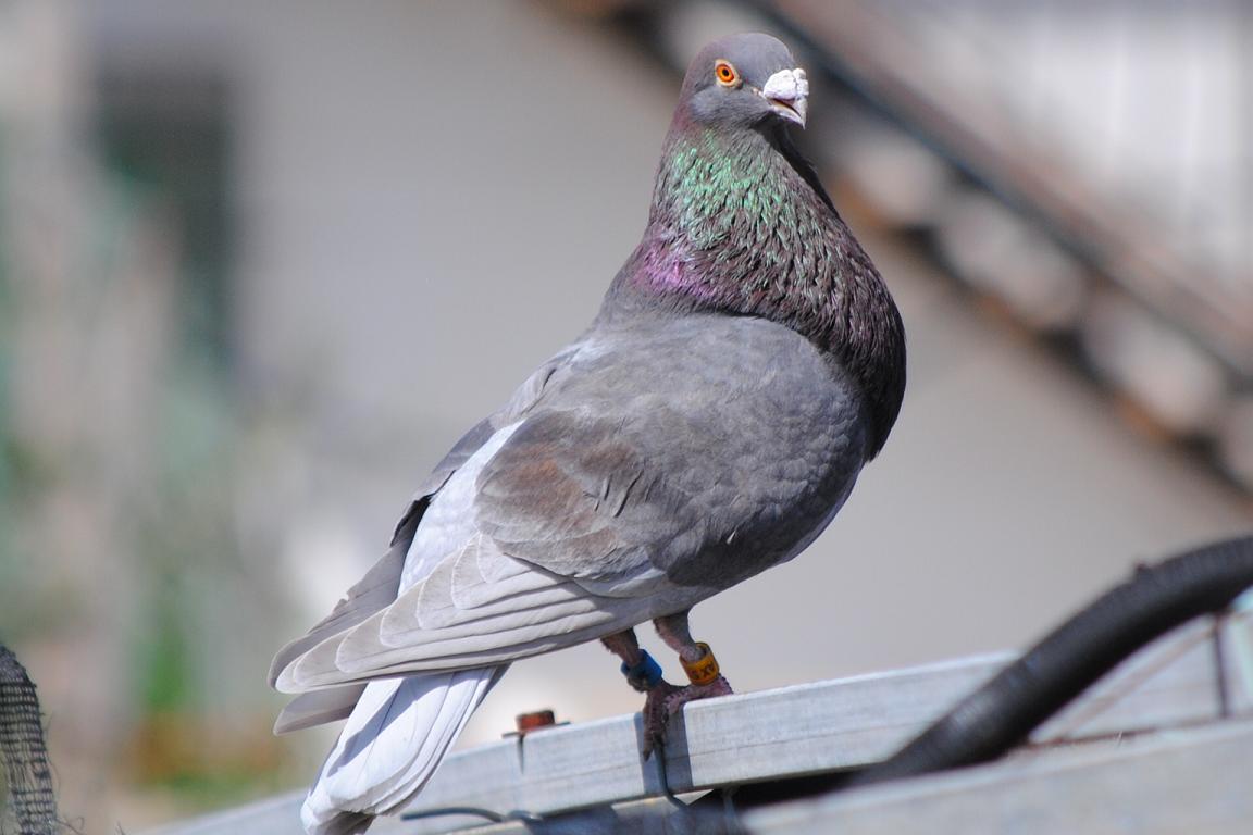 Buchón Valenciano (Antiguo Palomo Ladrón): EN LA BÚSQUEDA DE LA MAGIA ...