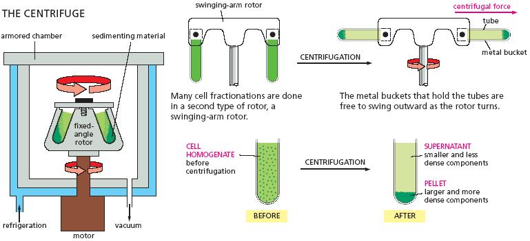 Being A Molecular Biologist: Lab Report: Cellular Fractionation