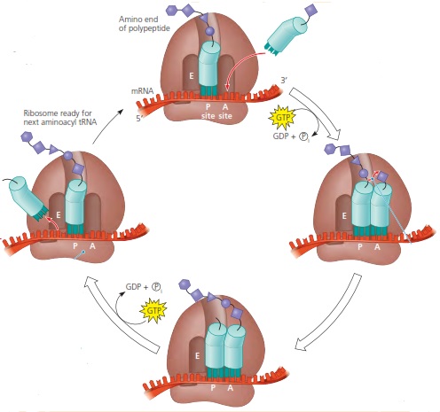Pengertian dan Proses Translasi RNA - EDUBIO