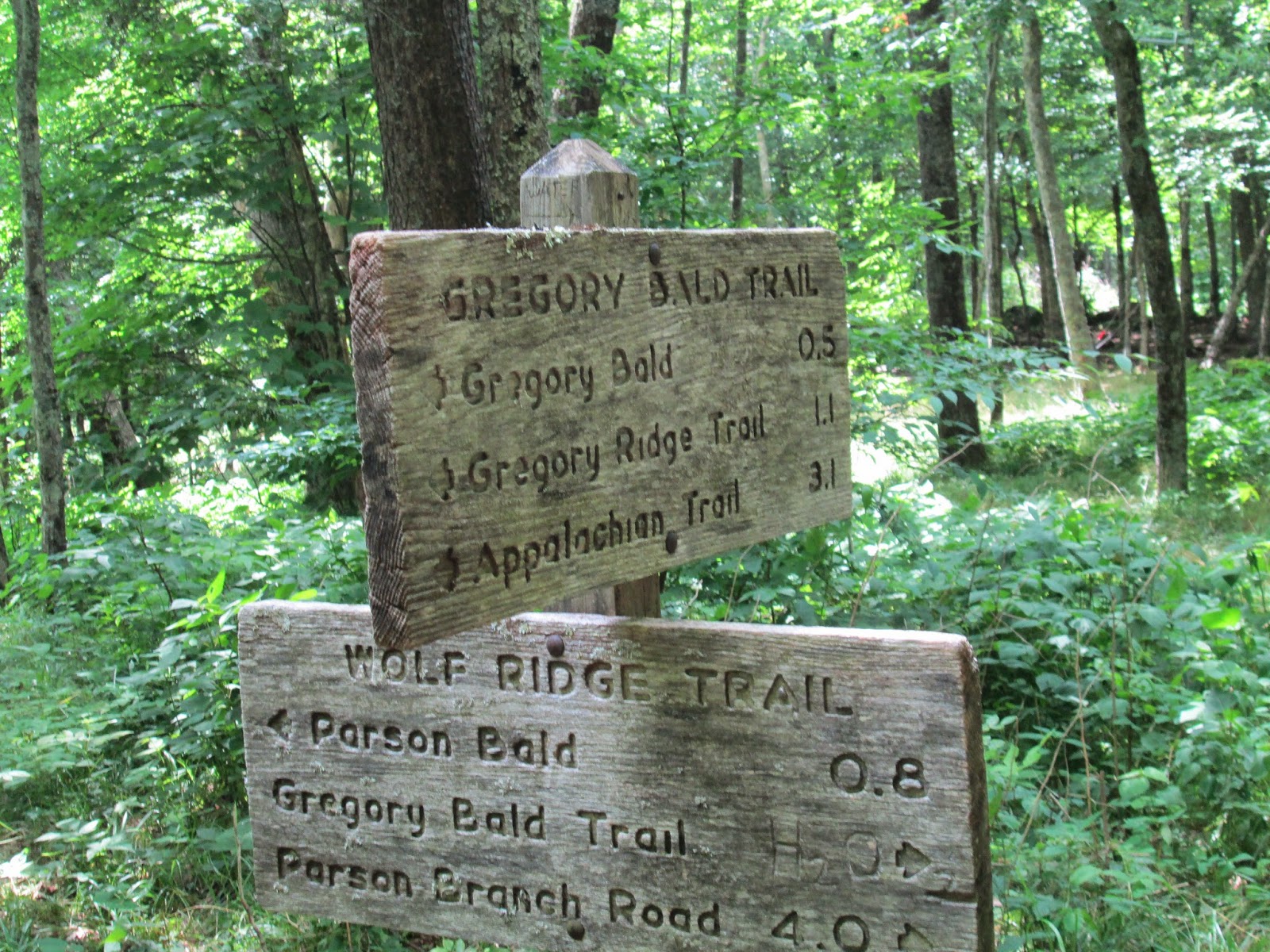 Hiking with Lipstick: The Azaleas of Gregory Bald