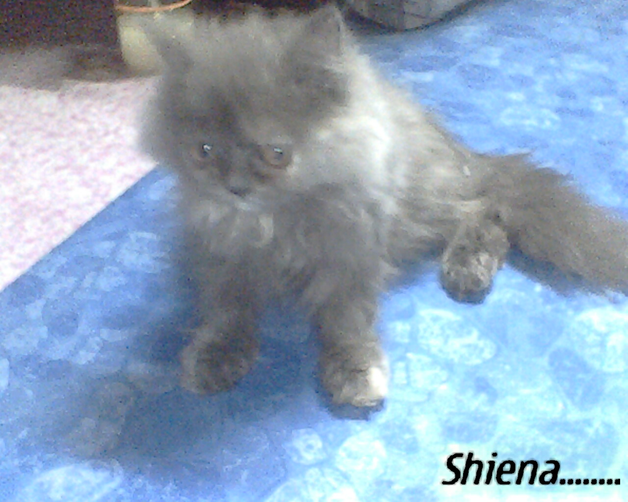 pENGaLaMAn mEMeLiHaRA 3 EkOr kUciNG PaRSi. - kucing hidung penyet tido ...