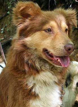Ir(relevant) Profoundities: Aidi - Dog Breed Profile