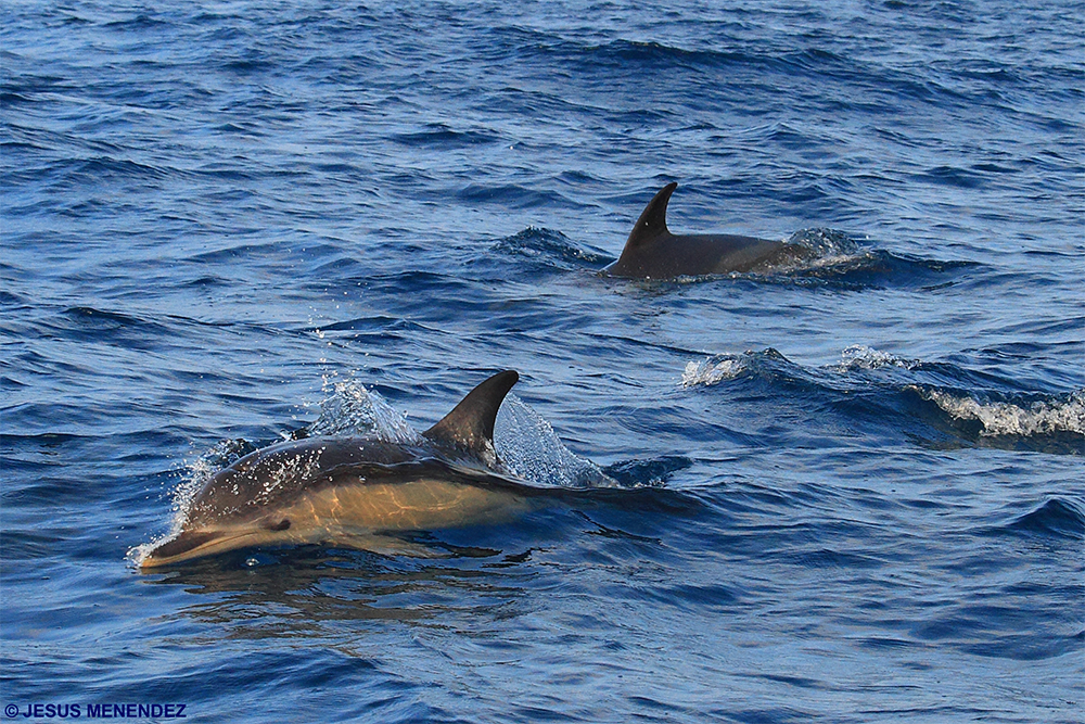 © DEMENCIA ORNITOLOGICA 43º23´N 3º13´W: DELFIN COMUN, Delphinus delphis.