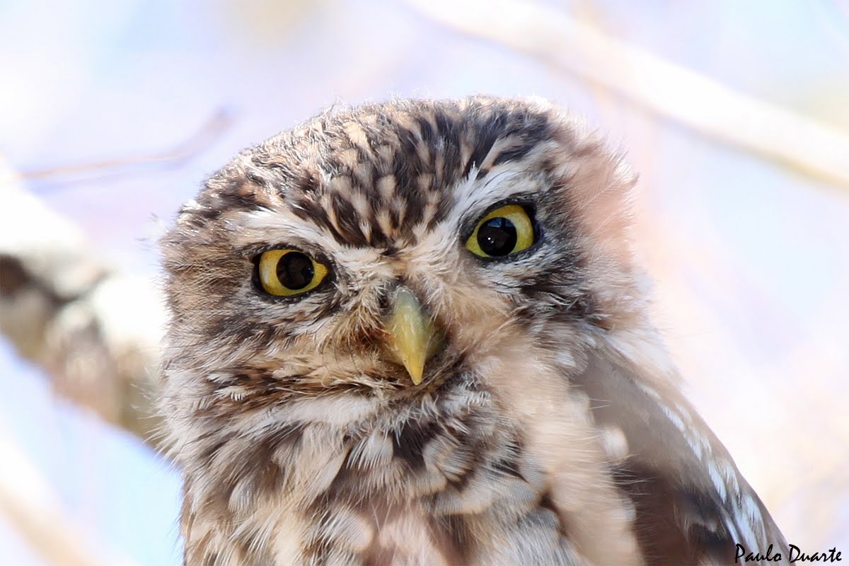 A arte de debicar: Mocho-galego