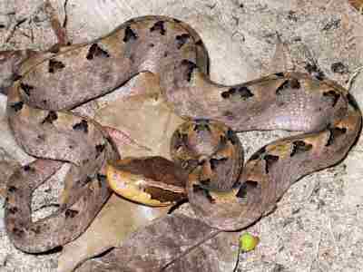 Reptile Lovers Tangerang: Daftar Jenis Ular Berbisa (Venomous)