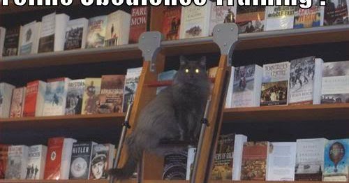 Cats Rule: Cat Version of March Madness