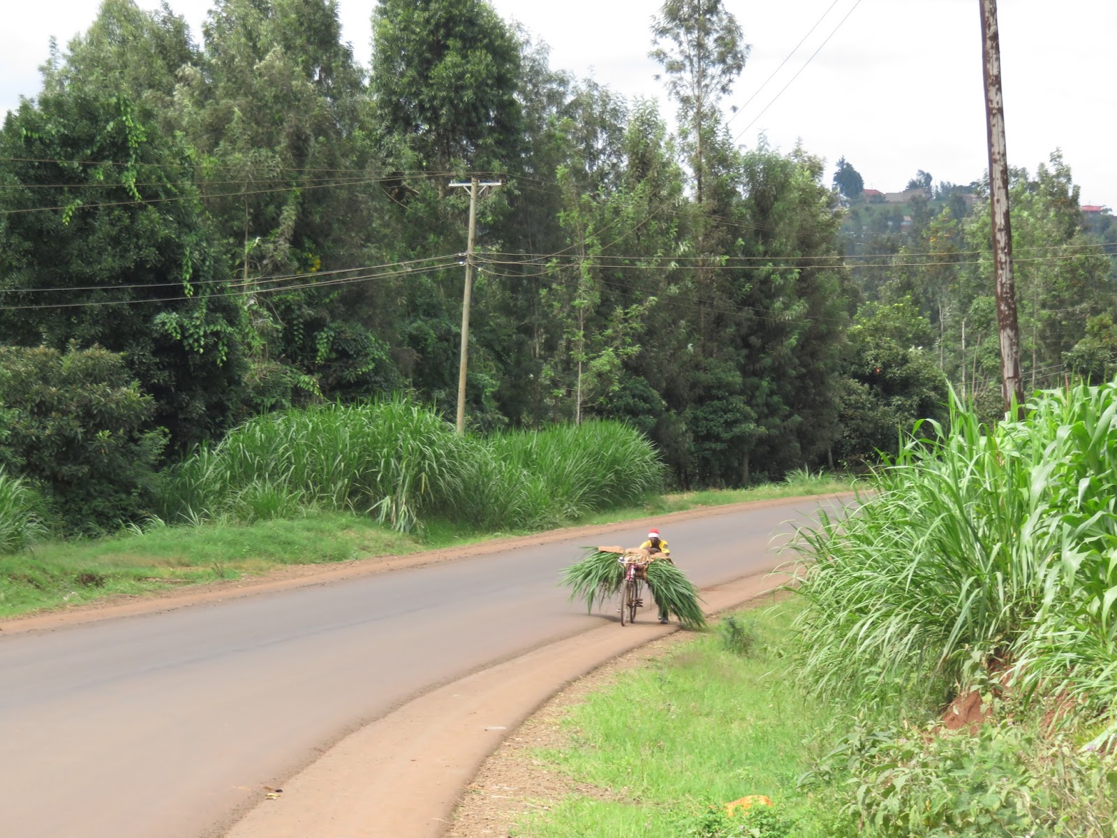 Farmers Helping Farmers: Week 1 with the Mukurweini Wakulima Dairy, by ...