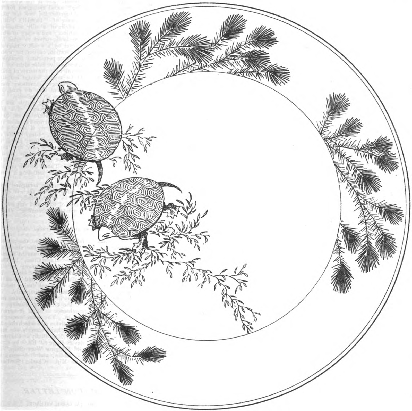 19th Century Historical Tidbits: 1885 Dish patterns