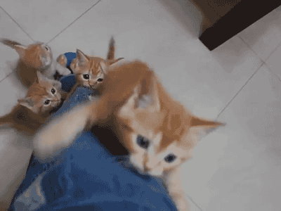 Gifs de Gatos: Gif Gatinhos escalando