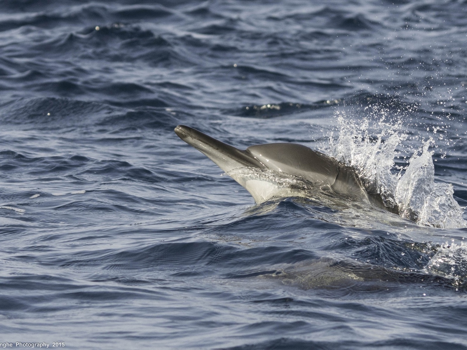 Fotografías de carismáticos delfines en el oceano
